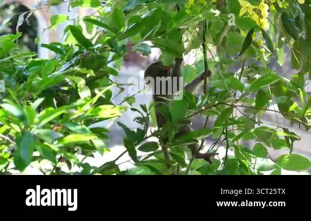Lady Buddha statue at the Linh Ung Pagoda in Danang city in Vietnam ...