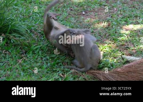 Slow motion of two young baboons play fighting with each other, Kruger ...