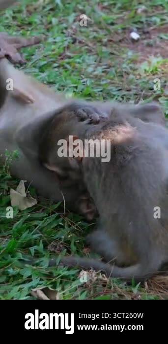 Slow motion of two young baboons play fighting with each other, Kruger ...
