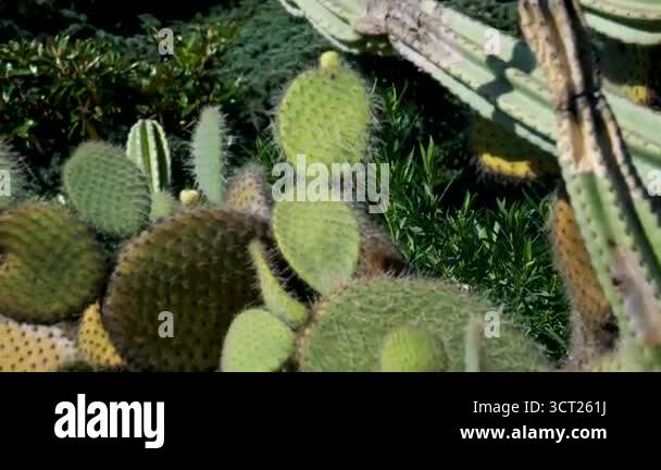 Architectural Cacti Plant: Detailed View of Spiky Euphorbia Growing in ...