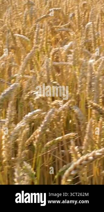 agricultural wheat field. farming wheat on the farm. harvesting golden ...