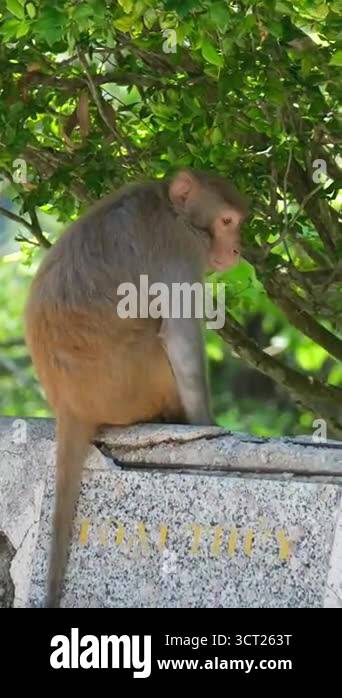 A monkey sits calmly on artificial rock formations in a sunlit outdoor ...