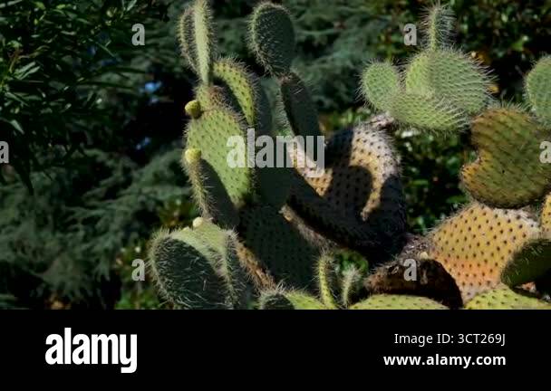 Close up green cactus with yellow spines within a desert environment ...