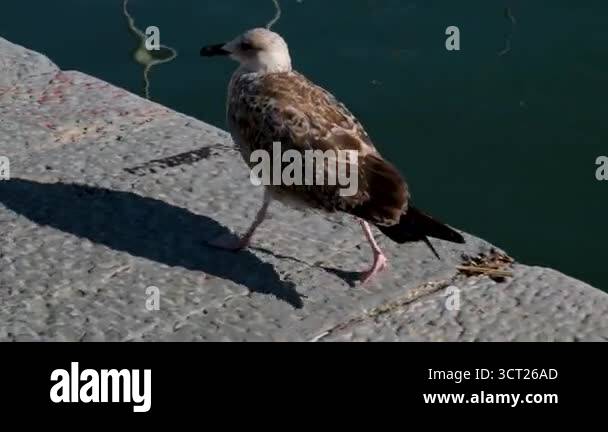 Seagull perched on the dock, observing the waters surface, showcasing ...