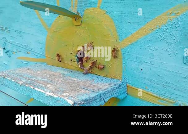 Bees flying into a blue hive with the sun. Stock video of a home apiary ...
