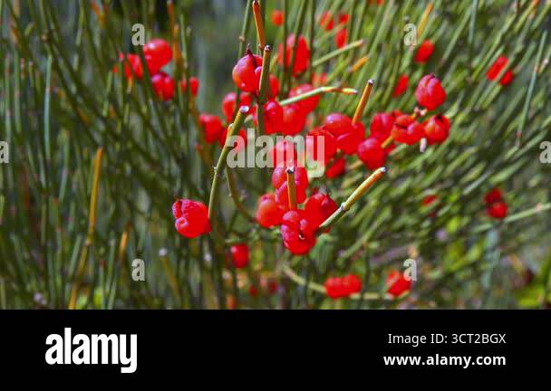 Red tasty edible fruits of Ephedra arborescens in the garden Stock ...