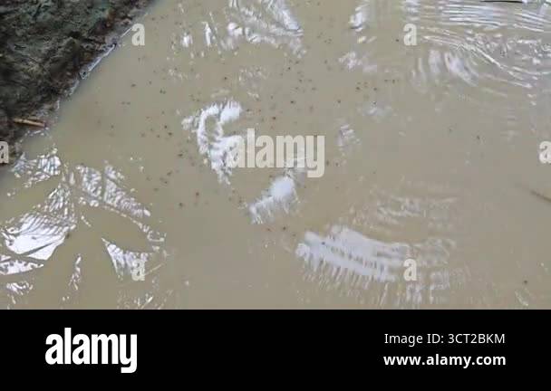 tadpoles floating on the shallow murky surface stagnant pool of ...