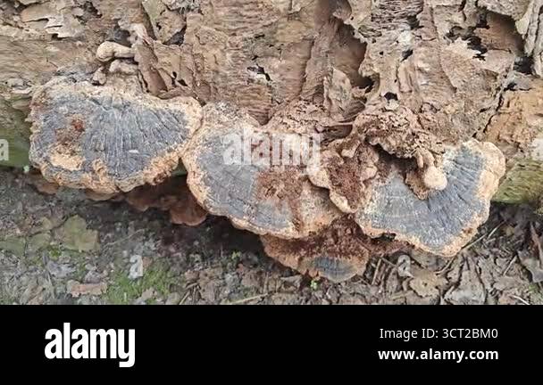 Looking on the dried and rotting beefsteak fungus sprouted on the ...