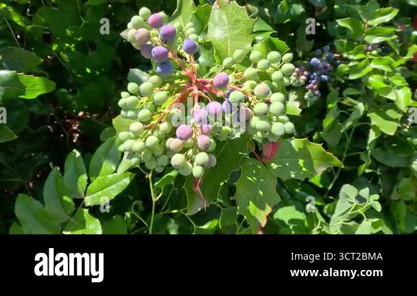 Oregon grape Berberis aquifolium, Green and pink plant fruits against a ...