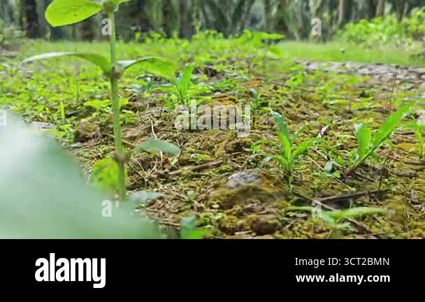 landscape view of the diminishing perspective rural pathway into the ...