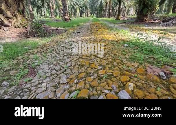 landscape view of the diminishing perspective rural pathway into the ...