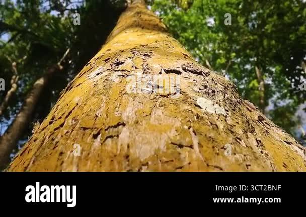 Close up detail teak Stock Videos & Footage - HD and 4K Video Clips - Alamy