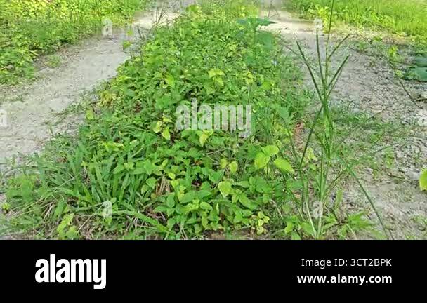 landscape view of the diminishing perspective rural pathway into the ...
