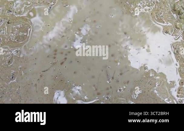 tadpoles floating on the shallow murky surface stagnant pool of ...