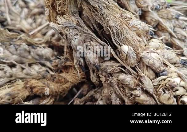 decomposed messy cluster and dropping palm oil seedlings of seeds pod ...
