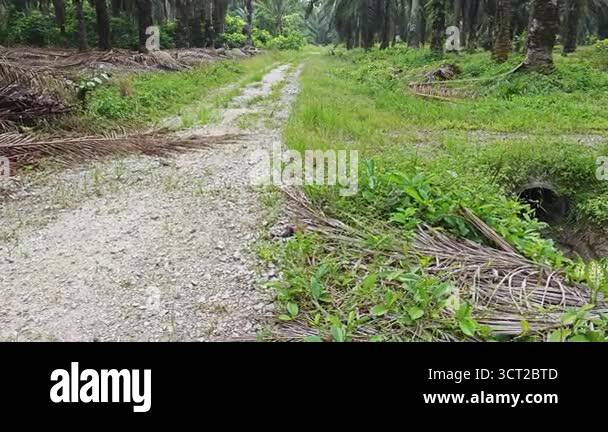 landscape view of the diminishing perspective rural pathway into the agriculture land Stock ...