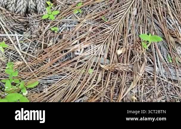 decomposed messy cluster and dropping palm oil seedlings of seeds pod ...
