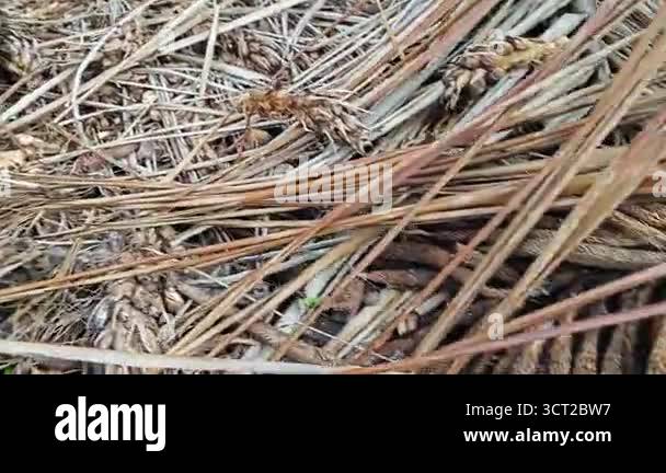 decomposed messy cluster and dropping palm oil seedlings of seeds pod ...