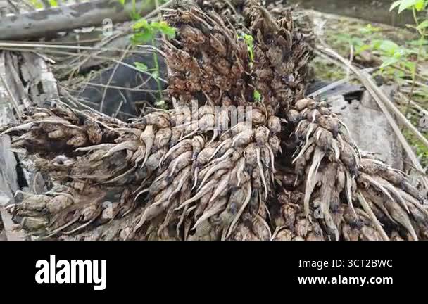 decomposed messy cluster and dropping palm oil seedlings of seeds pod ...