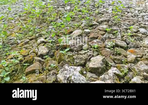 landscape view of the diminishing perspective rural pathway into the ...