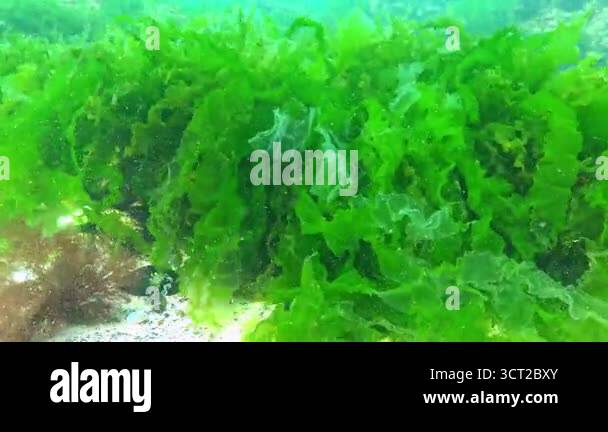 Algae in the Black Sea, Underwater landscape of green algae (Ulva) with ...