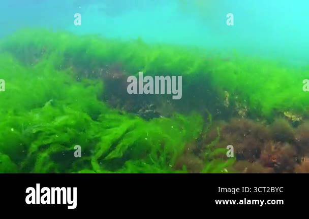 Algae on the bottom of the Black Sea, underwater landscape of green and ...