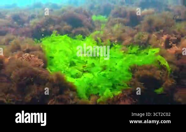Algae on the bottom of the Black Sea, underwater landscape of green and ...