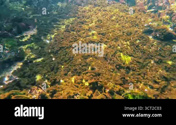 Underwater landscape, clusters of colonial blue-green and diatom algae ...