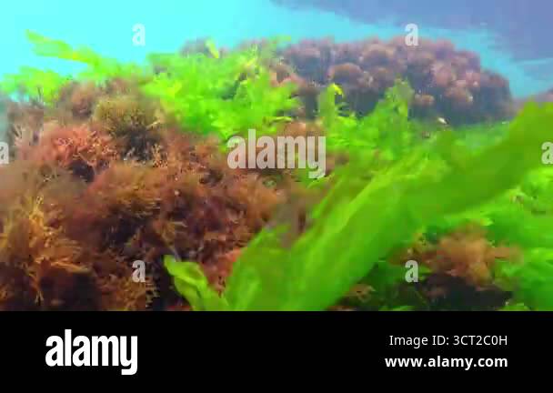 Algae on the bottom of the Black Sea, underwater landscape of green and ...