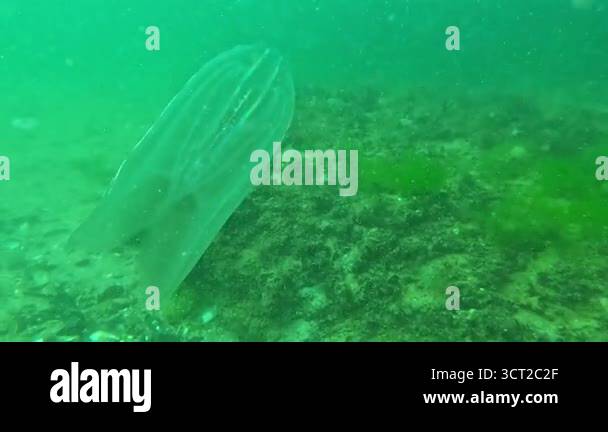 Ctenophores, comb invader to the Black Sea, jellyfish Mnemiopsis leidy ...
