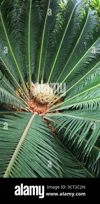 Strobilus of male cycad plant Cycas revoluta with yellow pollen in ...