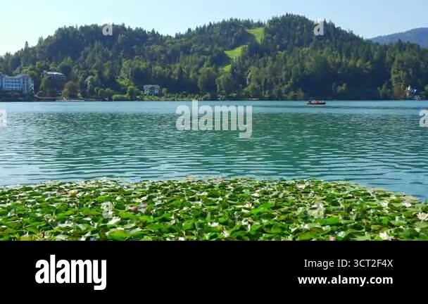 Lake Bled with aquatic plants and crystal clear and very clean water ...