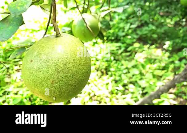 Pomelo, ripening fruits of the pomelo, natural citrus fruit, green ...