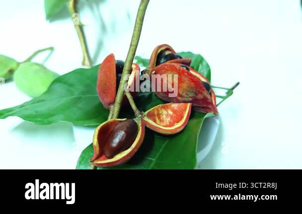 chestnuts Contains mold isolate on white background Stock Video Footage ...
