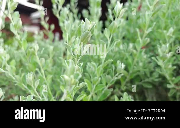 Texas ranger flower Stock Videos & Footage - HD and 4K Video Clips - Alamy