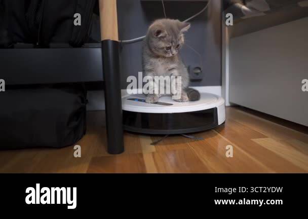Pet and housework, smart technology concept. Robot vacuum cleaner and ...