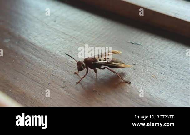 A detailed close up of a wasp resting on a wooden window sill. The ...
