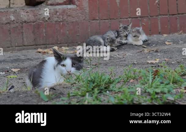A small homeless kitten watches cautiously as a pigeon walks by, then suddenly gets scared and ...