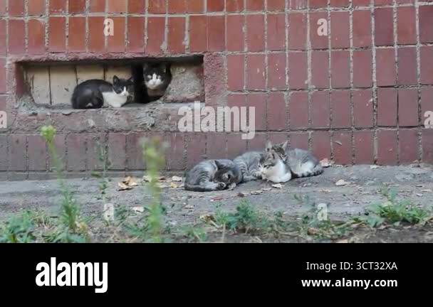 A family of stray cats rests by a weathered brick wall, with green ...