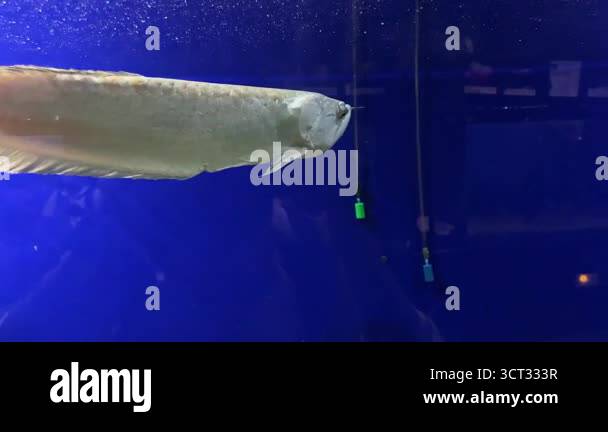 Beautiful dragon fish and asian silver arowana 4k video Stock Video ...