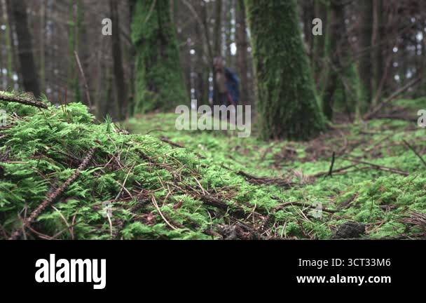 Witness the beauty of nature as hikers tread softly on moss-covered ...
