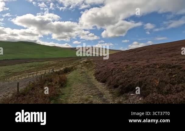 Hillwalker traversing upland moorland paths in the Lammermuir Hills of ...