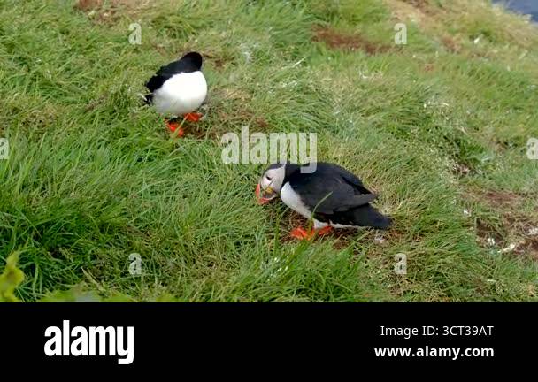 Colorful puffins wander the vibrant green grass atop the dramatic ...