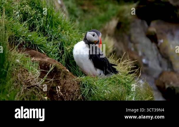 In the stunning Borgarfjordur region of Iceland, playful puffins can be ...