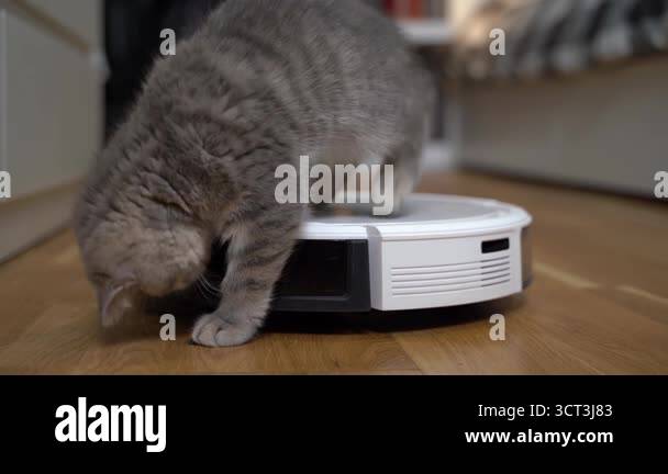 Cleaning theme, smart technology and pets. Automatic robot vacuum ...