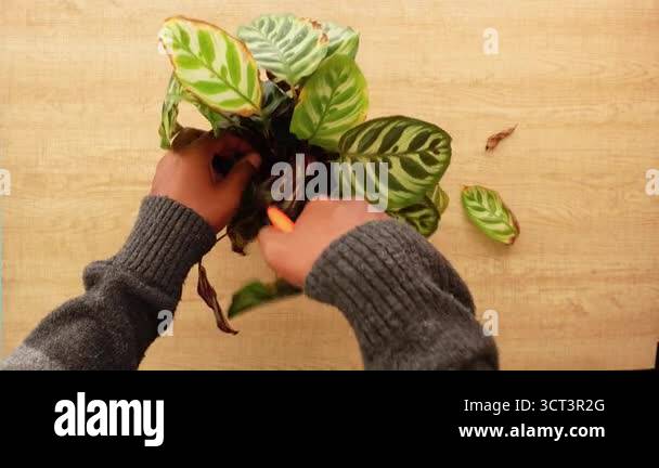 Hands show how to trim and groom indoor plants for better growth Stock ...