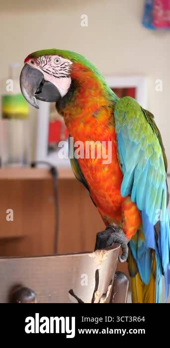 Bright parrot stands proudly in a well-lit indoor space Stock Video ...
