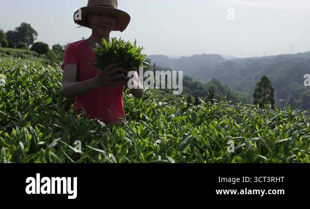 A smiling female holds up a bunch of freshly picked tea leaves in a ...