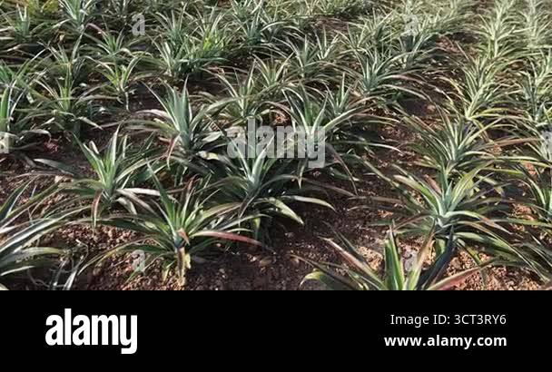 An aerial view of a pineapple plantation with rows of pineapple plants ...