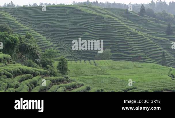 Terraced tea Stock Videos & Footage - HD and 4K Video Clips - Alamy